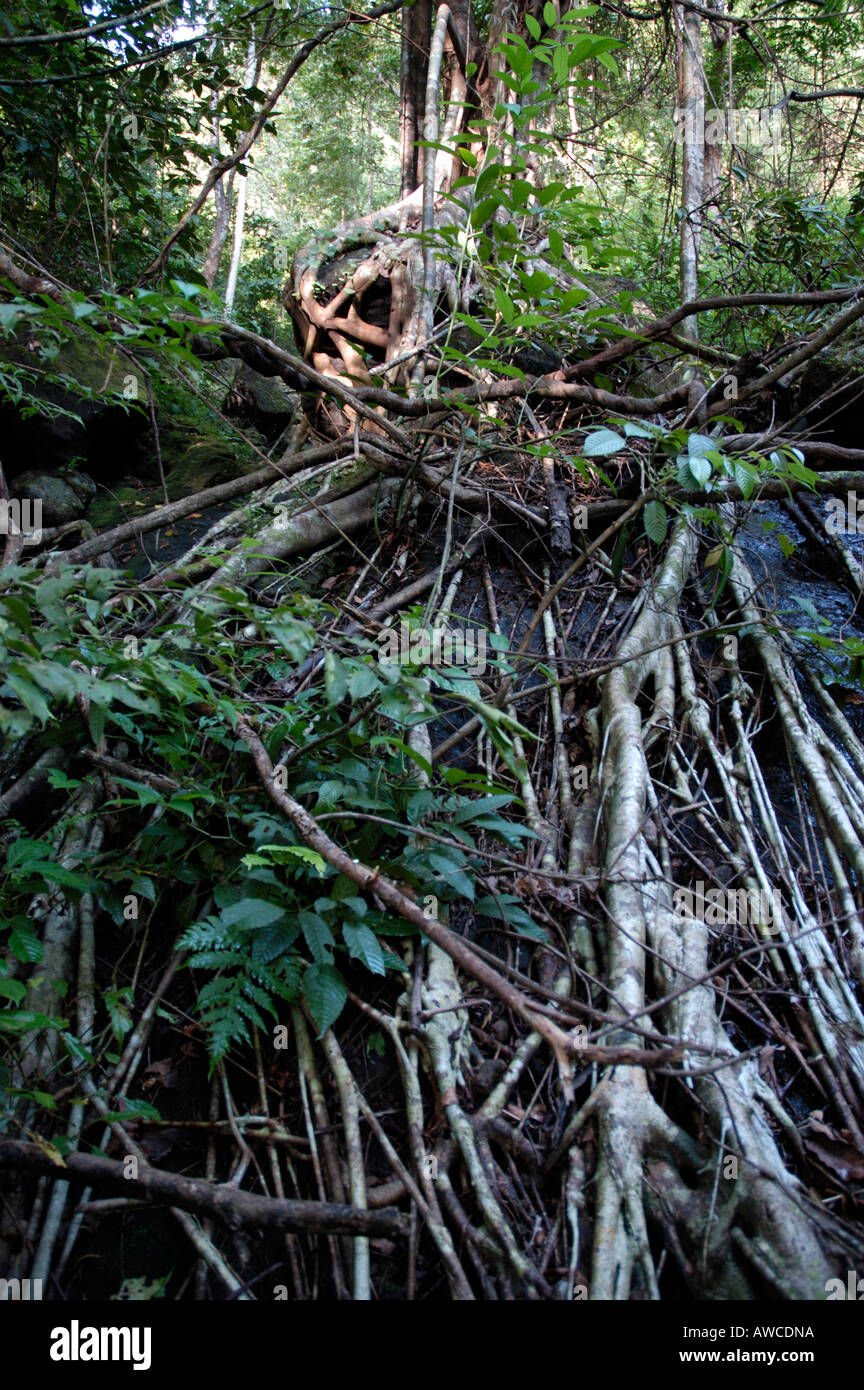 JUNGLE INTERIORS THATTEKKAD BIRD SANCTUARY Stock Photo - Alamy