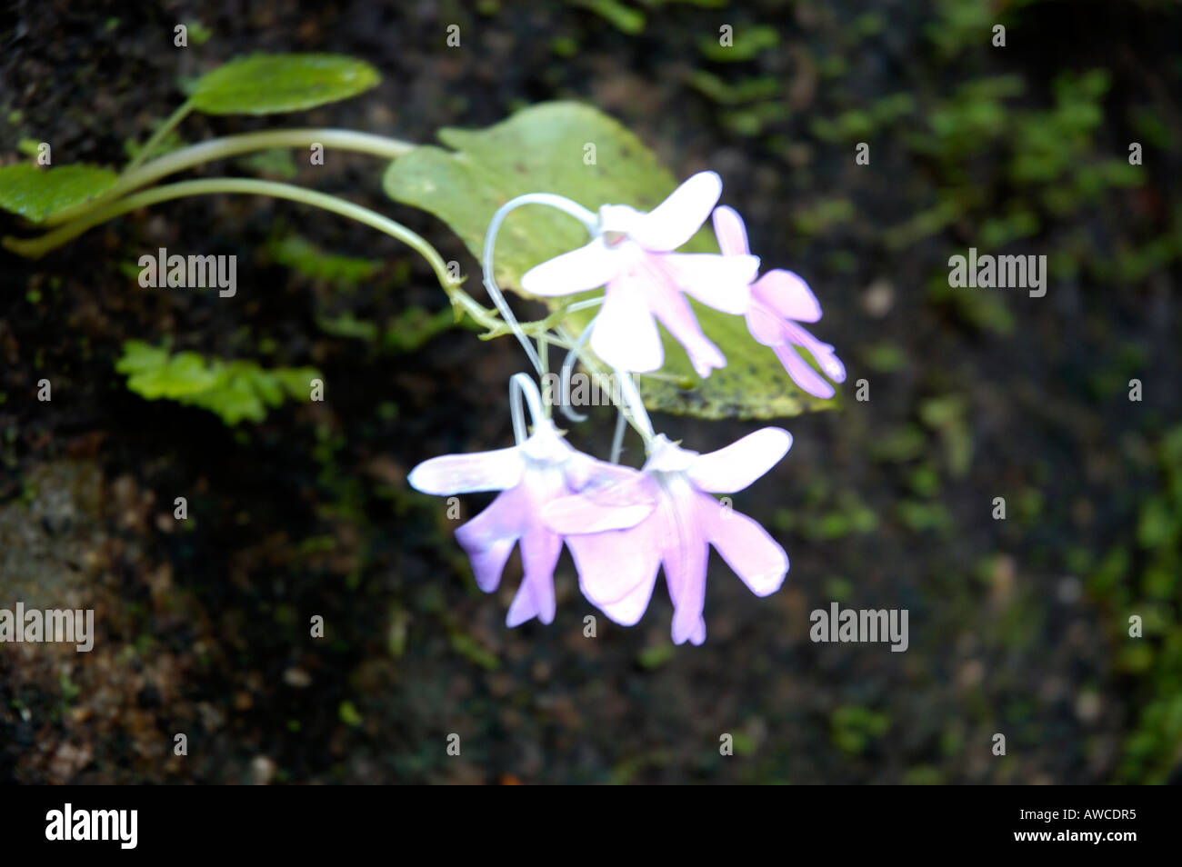 WILD FLOWER FOUND INSIDE THATTEKKAD BIRD SANCTUARY Stock Photo - Alamy