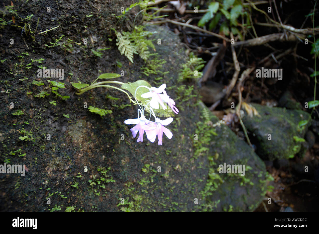 WILD FLOWER FOUND INSIDE THATTEKKAD BIRD SANCTUARY Stock Photo - Alamy