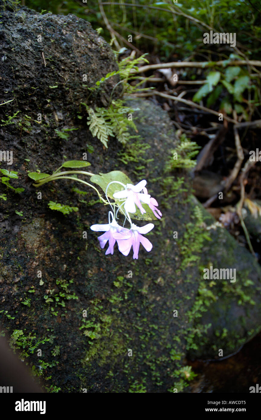 WILD FLOWER FOUND INSIDE THATTEKKAD BIRD SANCTUARY Stock Photo - Alamy