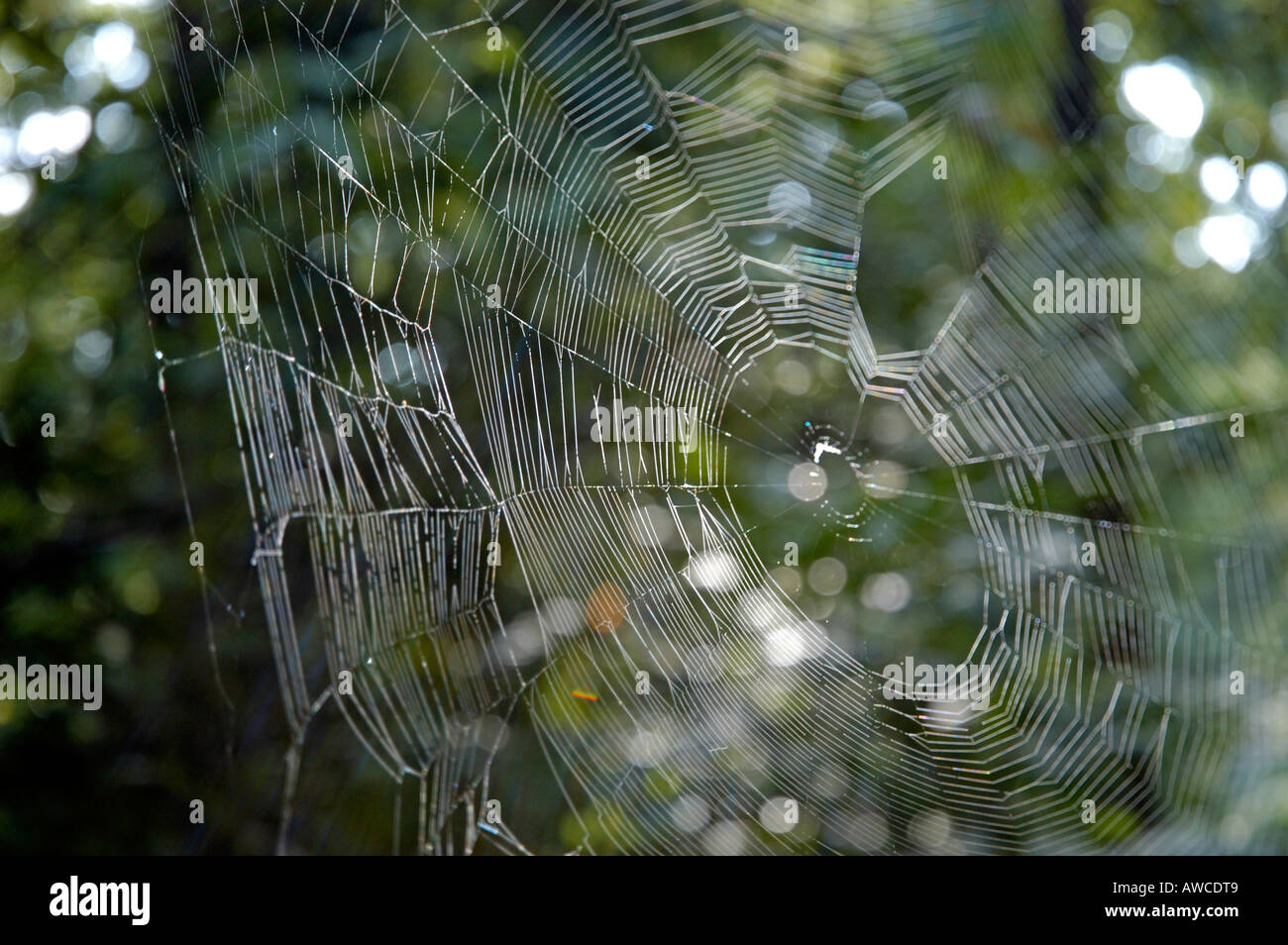 SPIDER WEB FOUND INSIDE THATTEKKAD BIRD SANCTUARY Stock Photo - Alamy