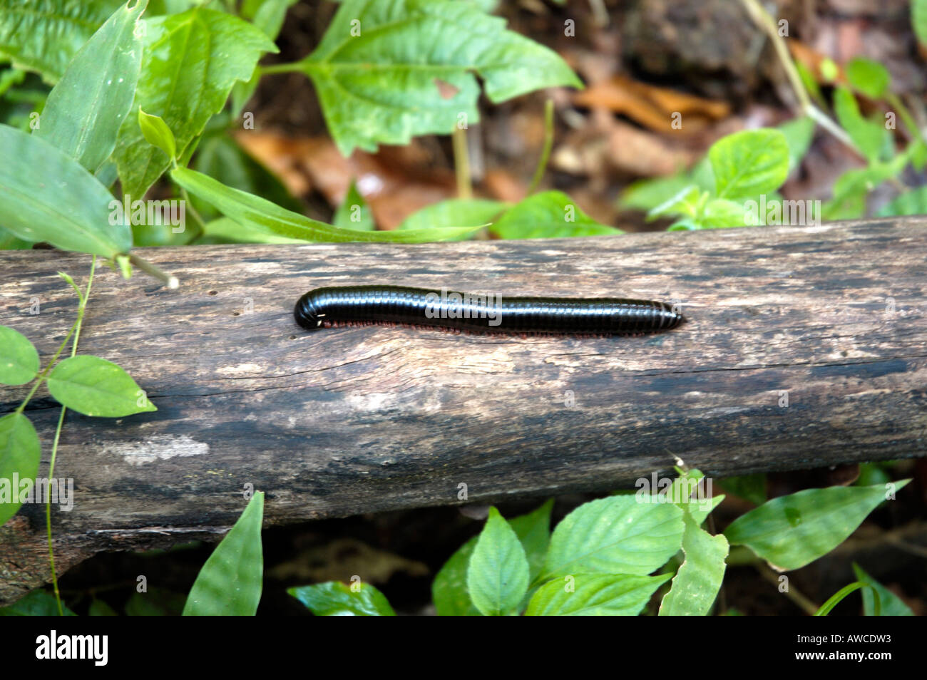 LARGE MILLIPEDE THATTEKKAD BIRD SANCTUARY Stock Photo - Alamy
