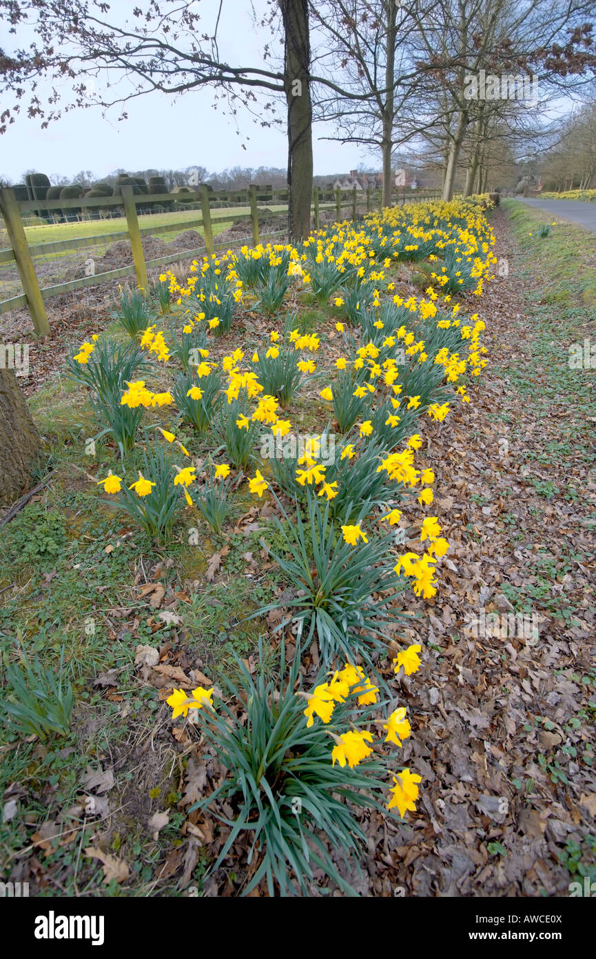 Yellow daffodil wild flowers growing wild in the countryside Stock ...