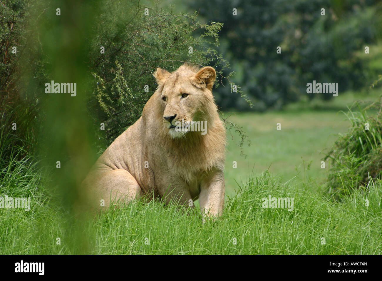 Male Lion getting up in the grass before a charge Stock Photo - Alamy