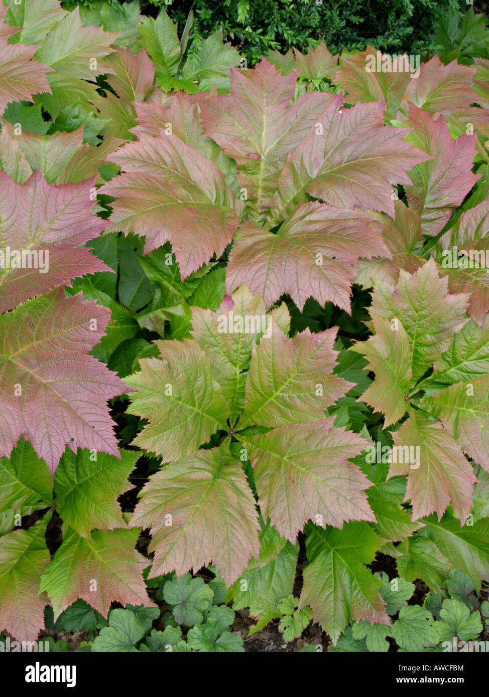 Rodgersia podophylla hi-res stock photography and images - Alamy