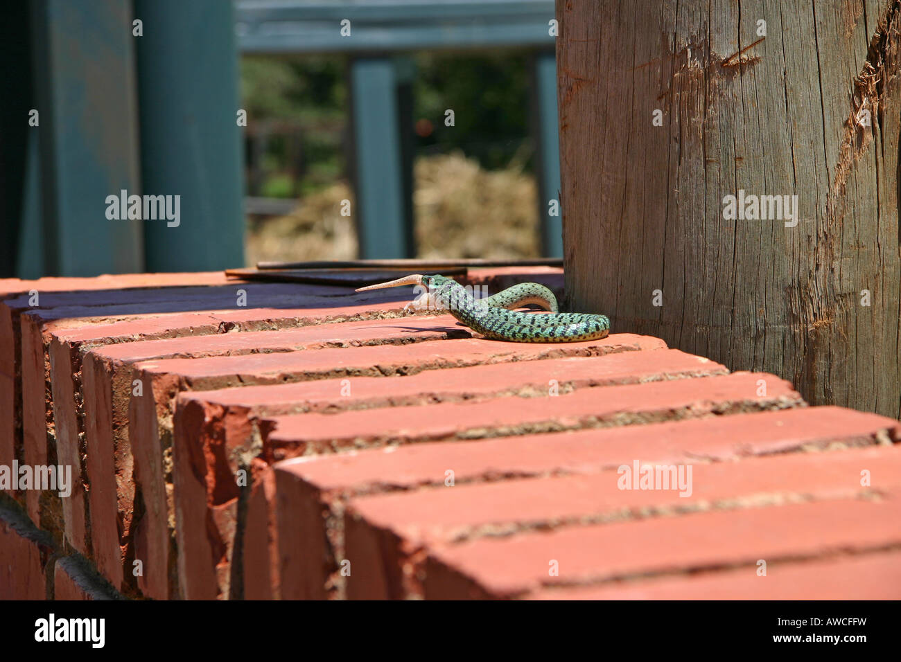 Snake eating Gecko Stock Photo - Alamy