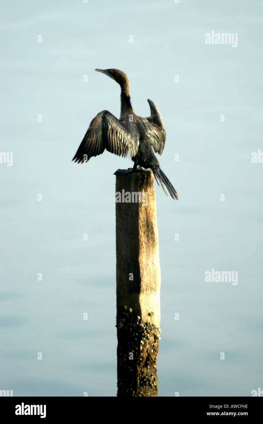 SMALL CORMORANT ON FENCE VELLIMON KOLLAM DISTRICT Stock Photo - Alamy