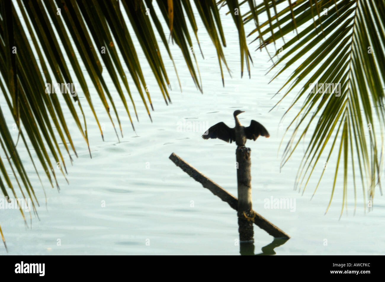 SMALL CORMORANT ON FENCE VELLIMON KOLLAM DISTRICT Stock Photo - Alamy