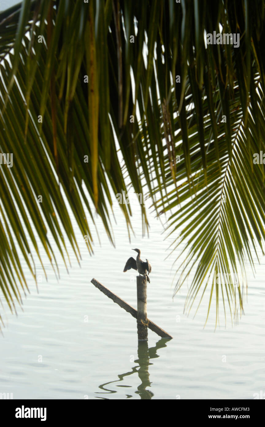SMALL CORMORANT ON FENCE VELLIMON KOLLAM DISTRICT Stock Photo - Alamy