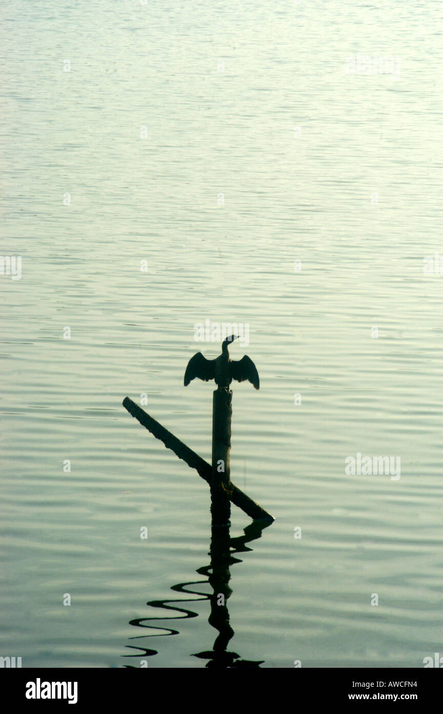 SMALL CORMORANT ON FENCE VELLIMON KOLLAM DISTRICT Stock Photo - Alamy