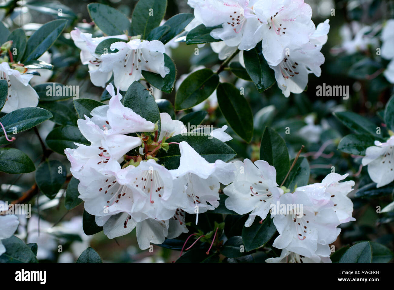 Rhododendron ciliatum hi-res stock photography and images - Alamy