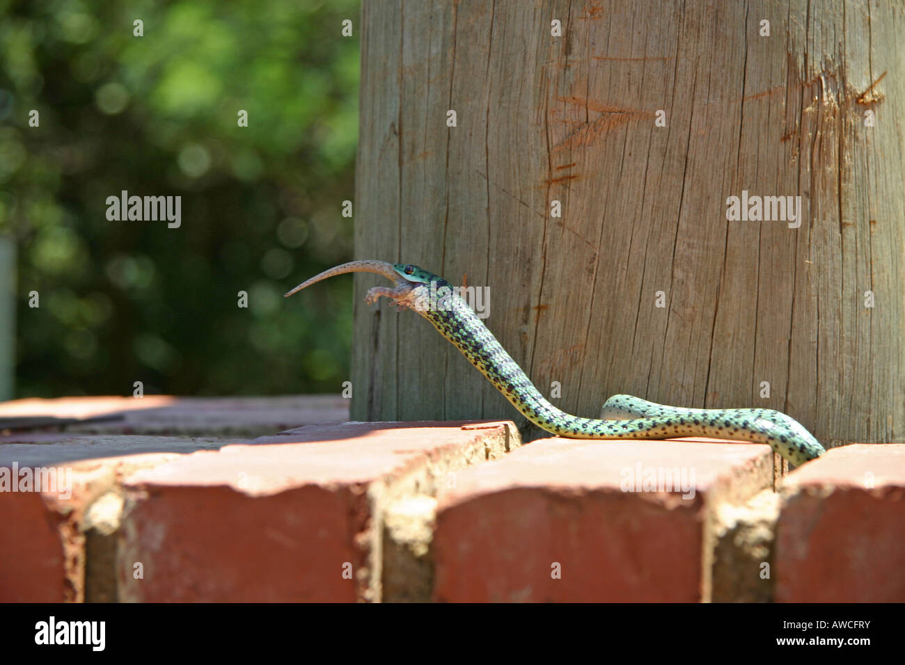 Snake eating Gecko Stock Photo - Alamy