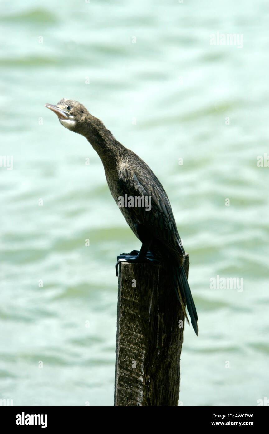 SMALL CORMORANT RESTING ON FENCE ASHTAMUDI LAKE VELLIMON KOLLAM Stock ...
