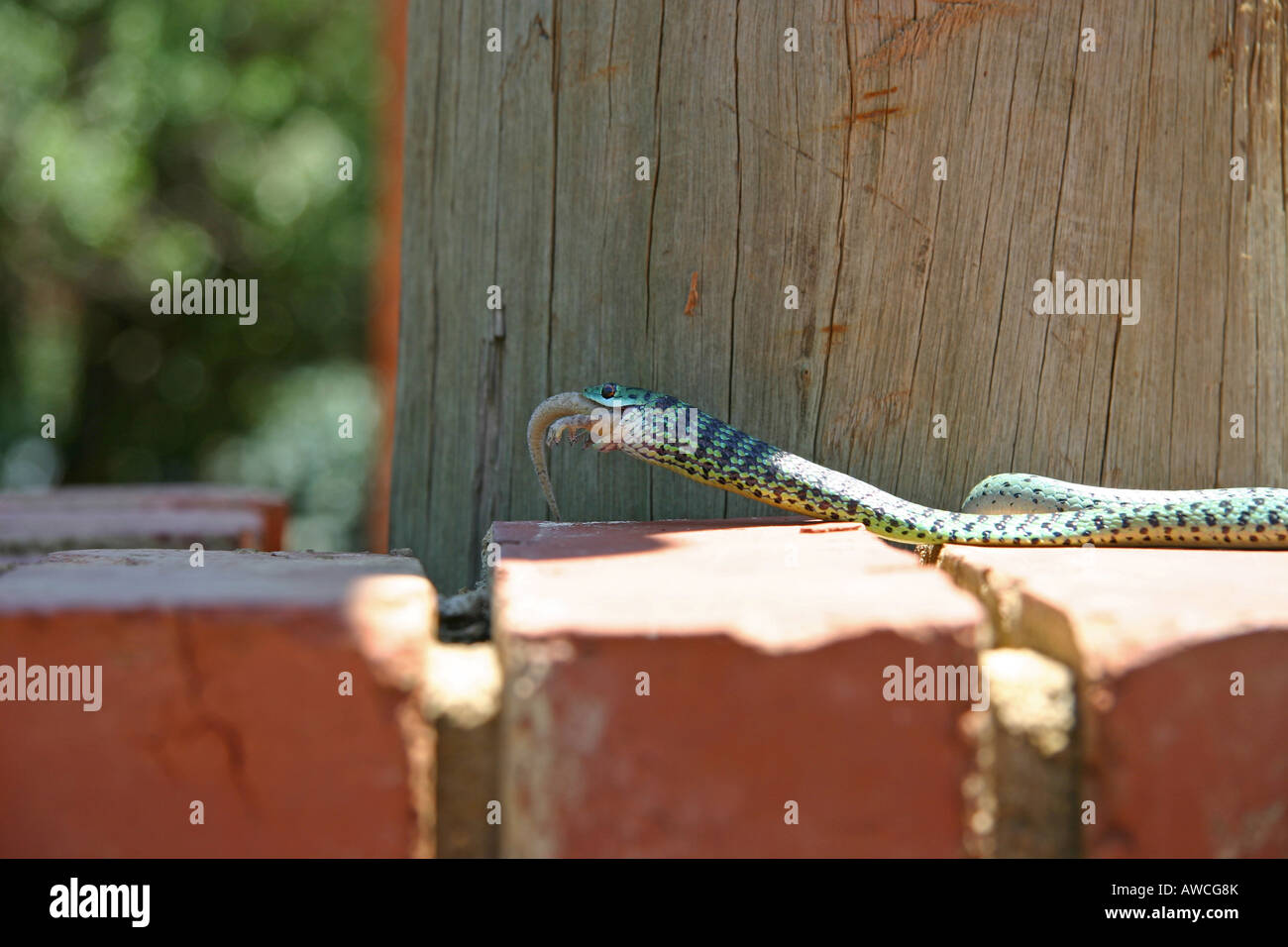 Boomslang snake hi-res stock photography and images - Alamy