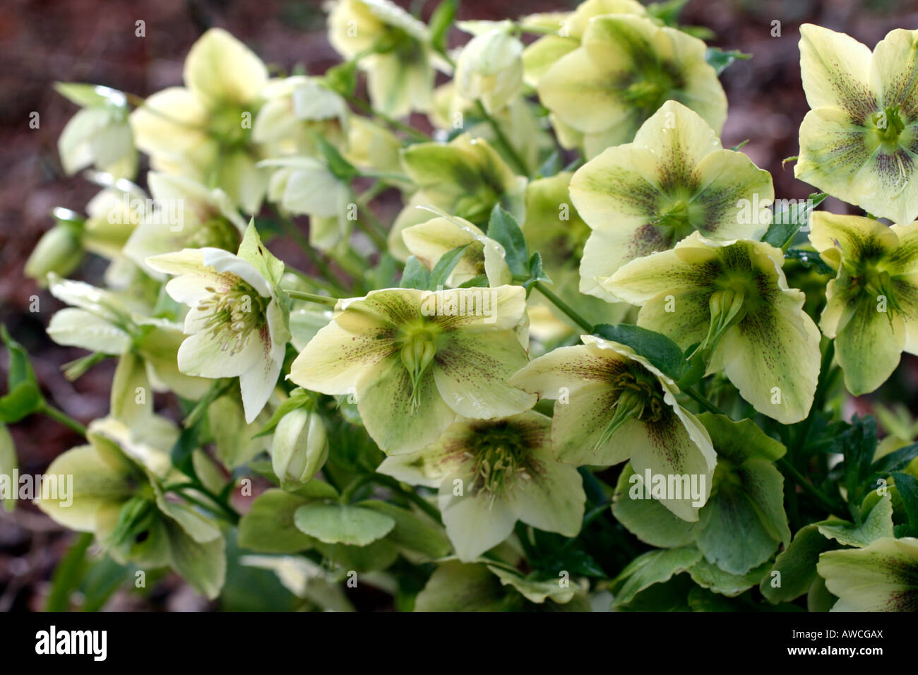HELLEBORUS X HYBRIDUS HARVINGTON YELLOW Stock Photo - Alamy