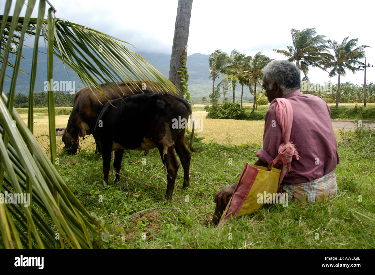 RURAL TAMIL NADU VILLAGE SCENE THENKASI Stock Photo - Alamy