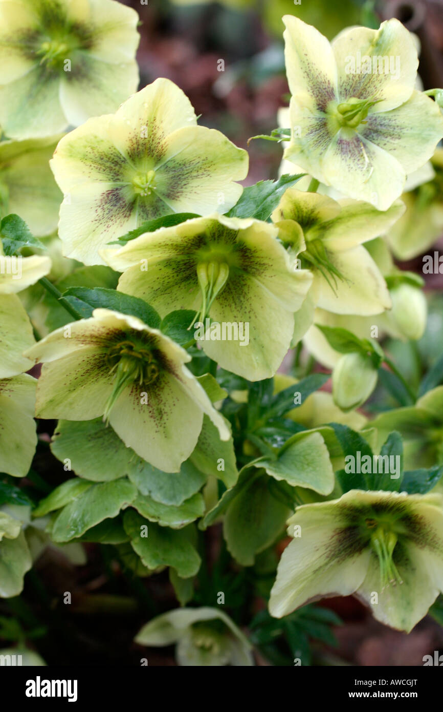 Helleborus x hybridus harvington yellow hi-res stock photography and ...