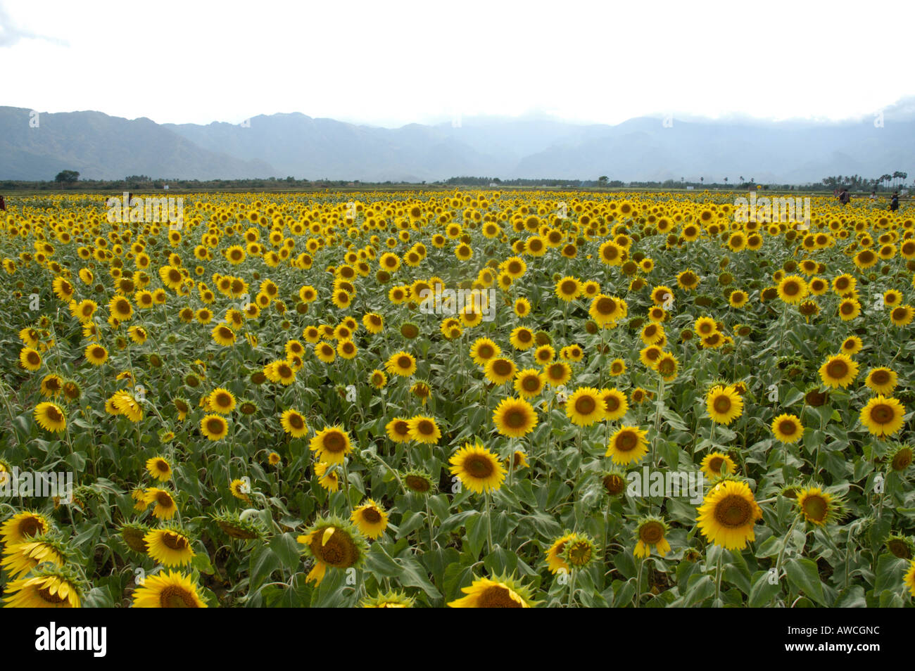 Pollachi hi-res stock photography and images - Alamy