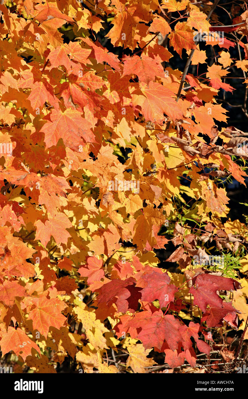 Landscape Autumn in Quebec Canada Stock Photo - Alamy