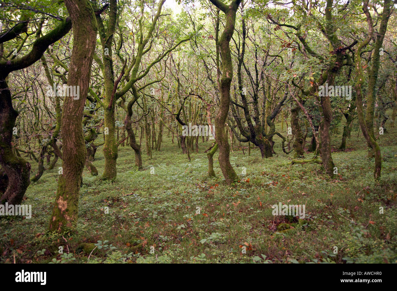 Ancient distorted sessile oak forest near Blackmill South Wales Stock ...