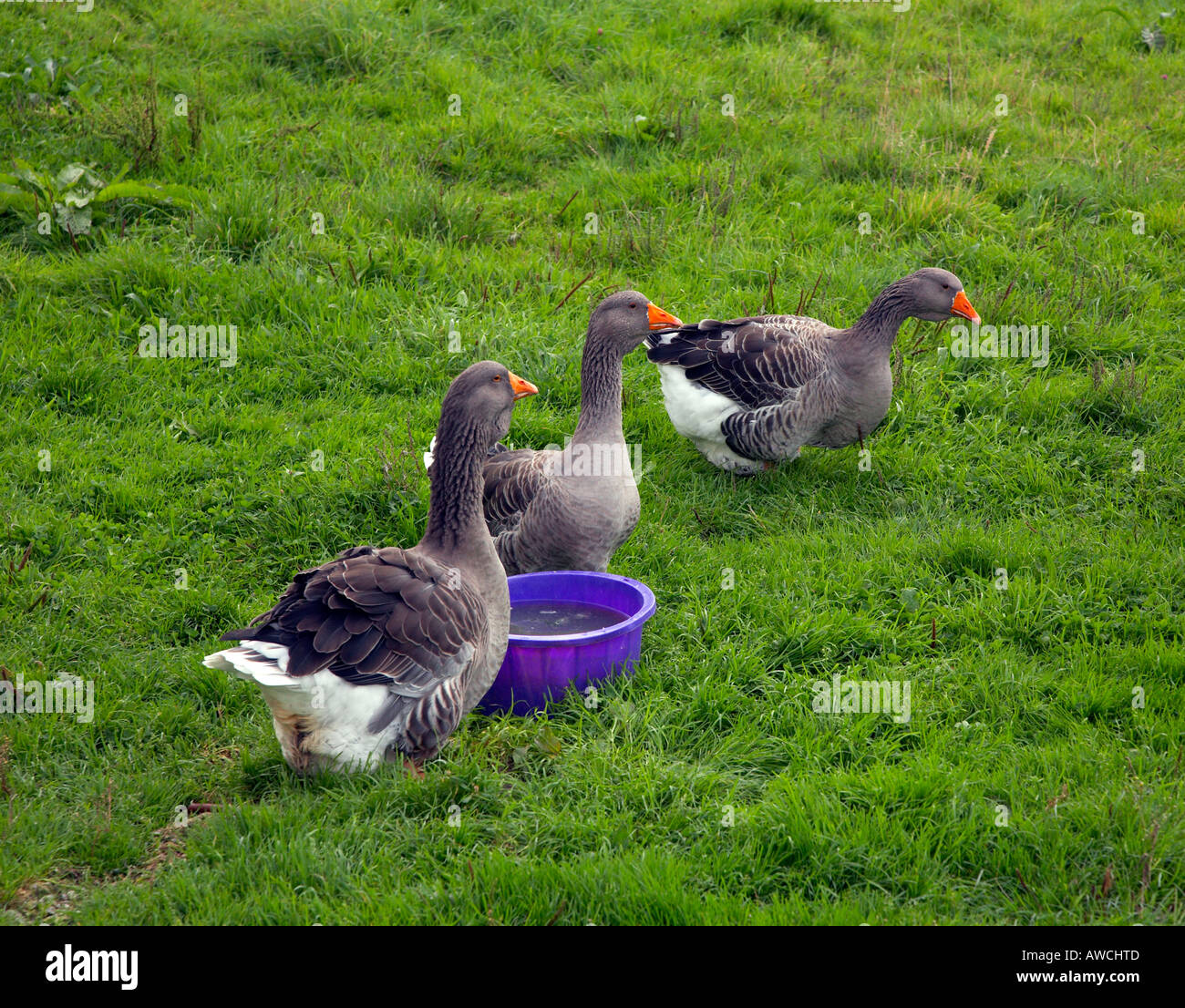 Toulouse geese hi-res stock photography and images - Alamy