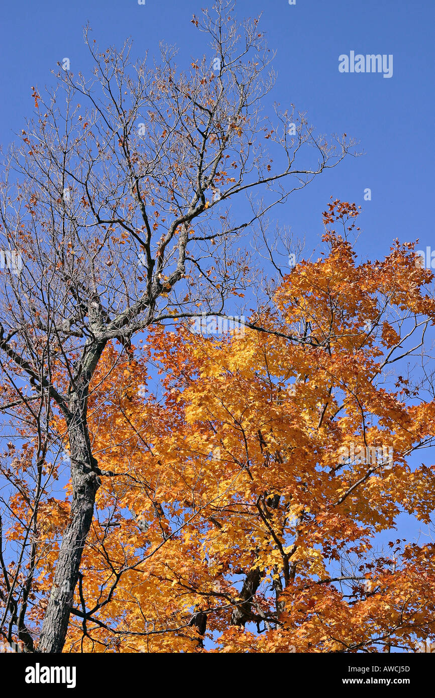 Landscape Autumn in Quebec Canada Stock Photo - Alamy