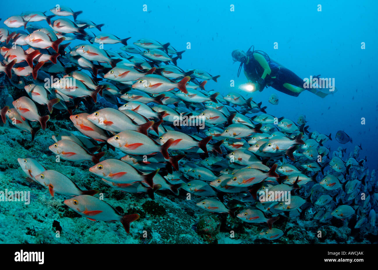 schooling Humpback snapper and Diver Lutjanus gibbus Maldives Indian ...
