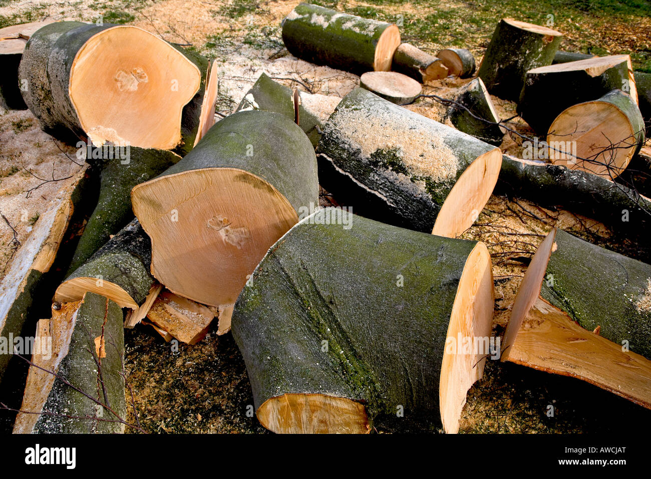 Cut Up Stock Photos & Cut Up Stock Images - Alamy