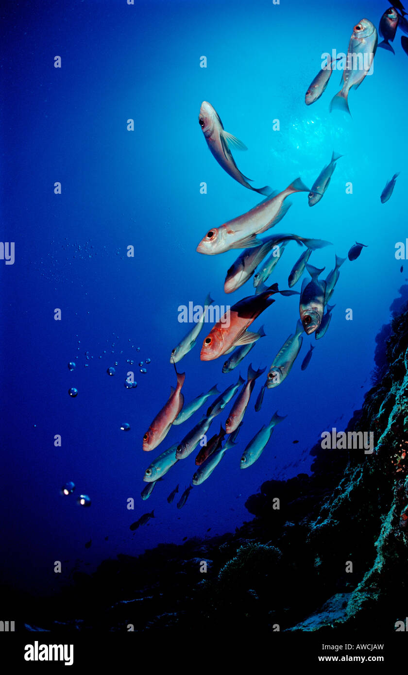 shoal of Crescent tail Bigeye Priacanthus hamrur Maldives Indian Ocean ...