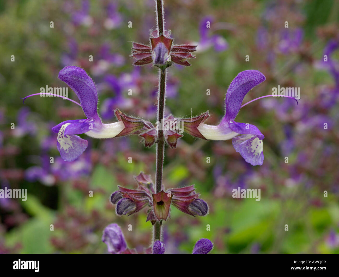 Indigo woodland sage (Salvia forskaohlei Stock Photo - Alamy