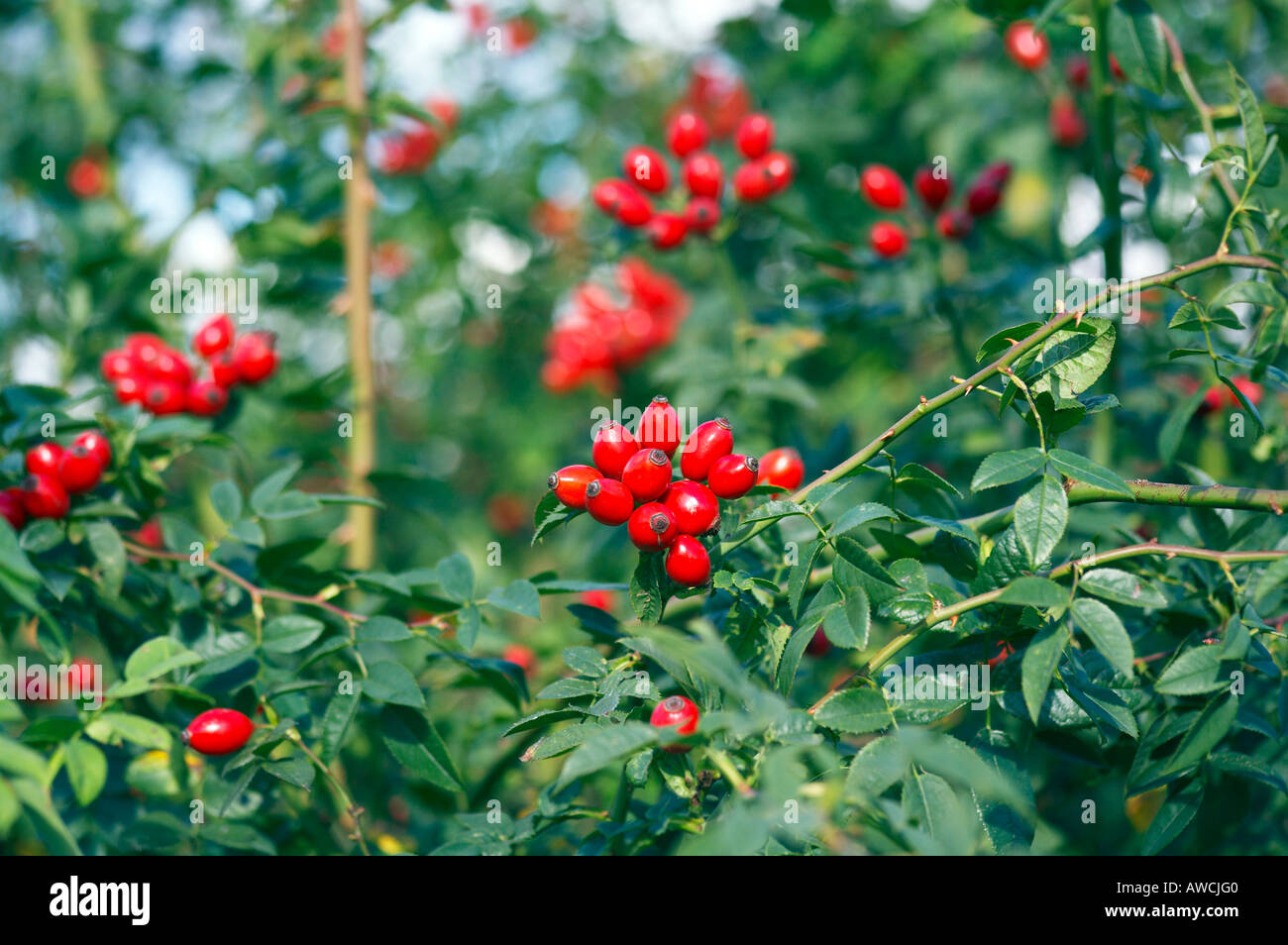 Wild rose hips growing on waste land Stock Photo - Alamy