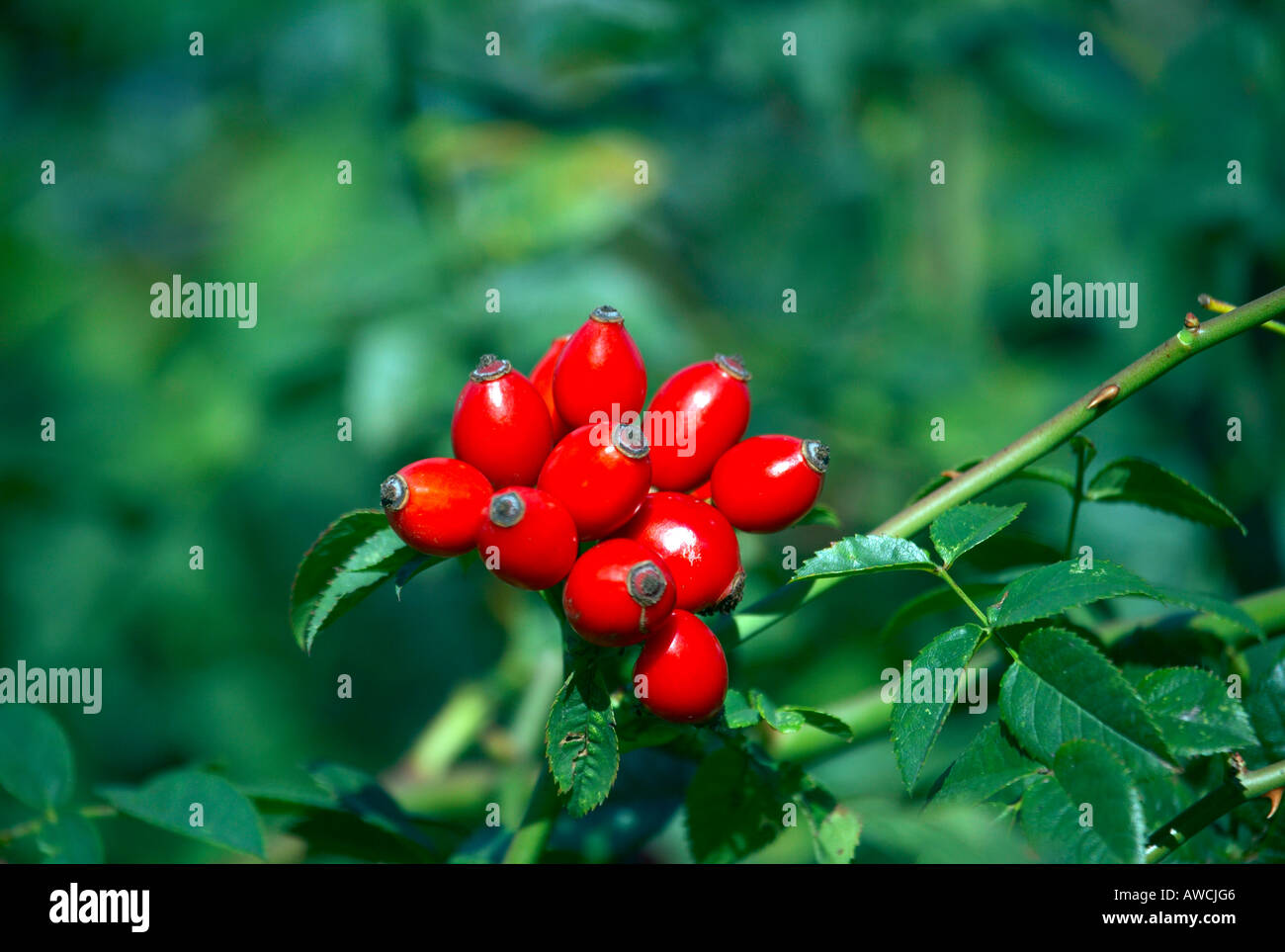 Wild rose hips Stock Photo - Alamy