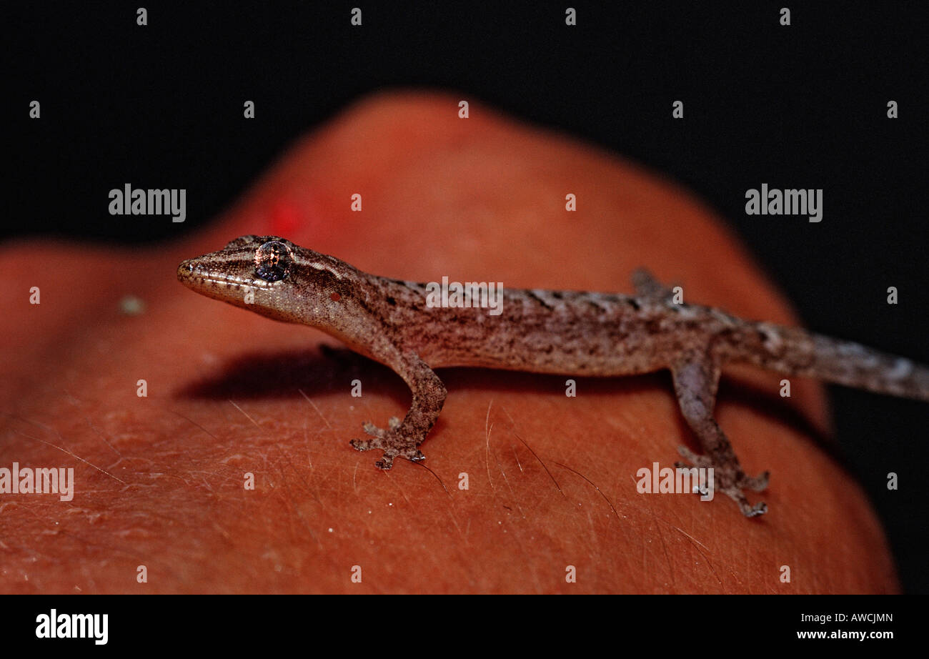 Wall Gecko Maldives Indian Ocean Meemu Atoll Stock Photo - Alamy