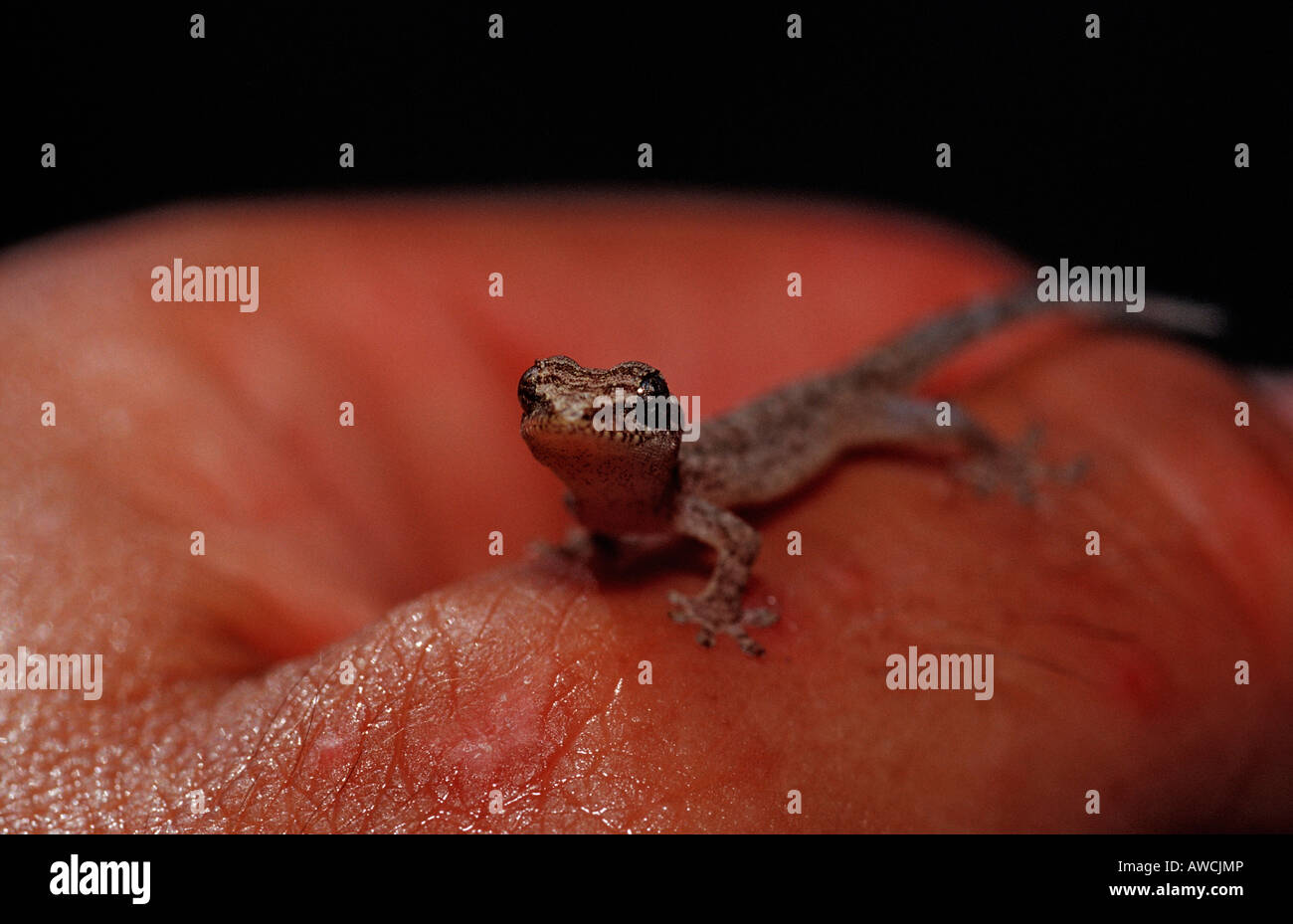 Wall Gecko Maldives Indian Ocean Meemu Atoll Stock Photo - Alamy