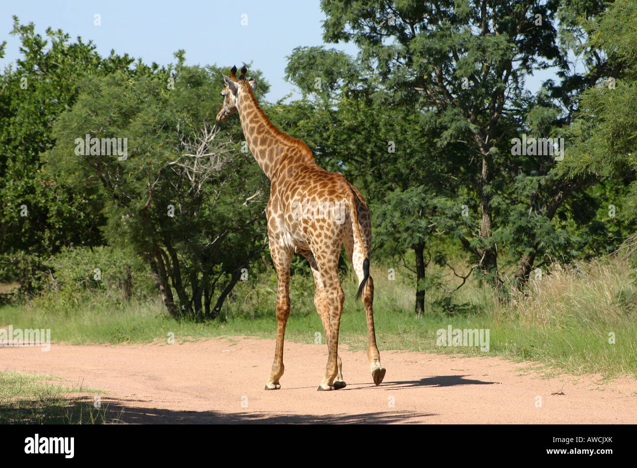 Giraffe walking away down a dirt track Stock Photo - Alamy