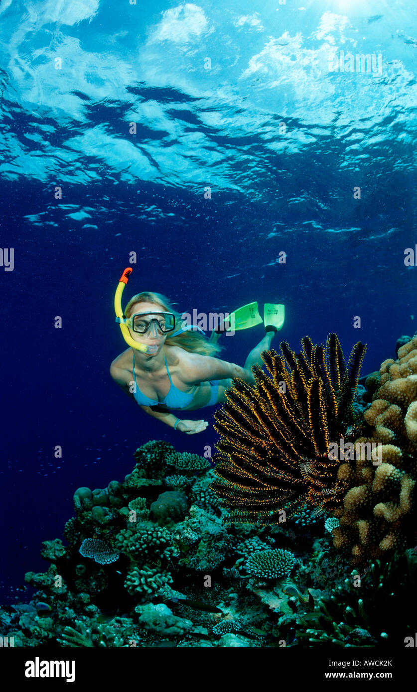 Coral reef skin diver maldives hi-res stock photography and images - Alamy