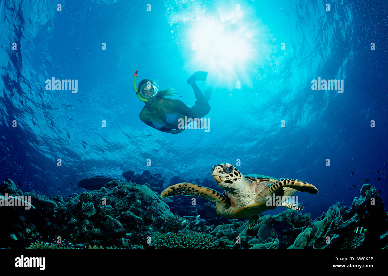 Imbri hi-res stock photography and images - Alamy