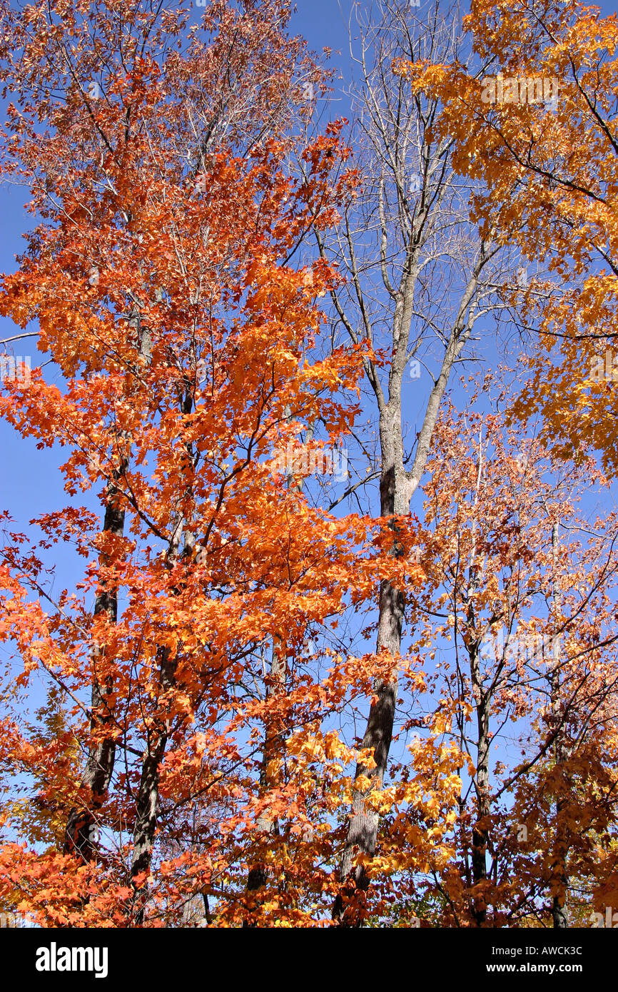 Quebec sauvage hi-res stock photography and images - Alamy