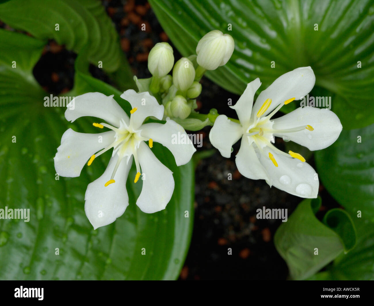 Cardwell lily (Proiphys amboinensis Stock Photo - Alamy