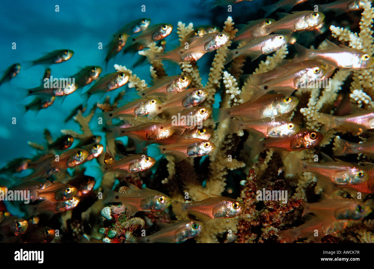Pygmy sweepers between Corals Parapriacanthus ransonneti Maldives ...