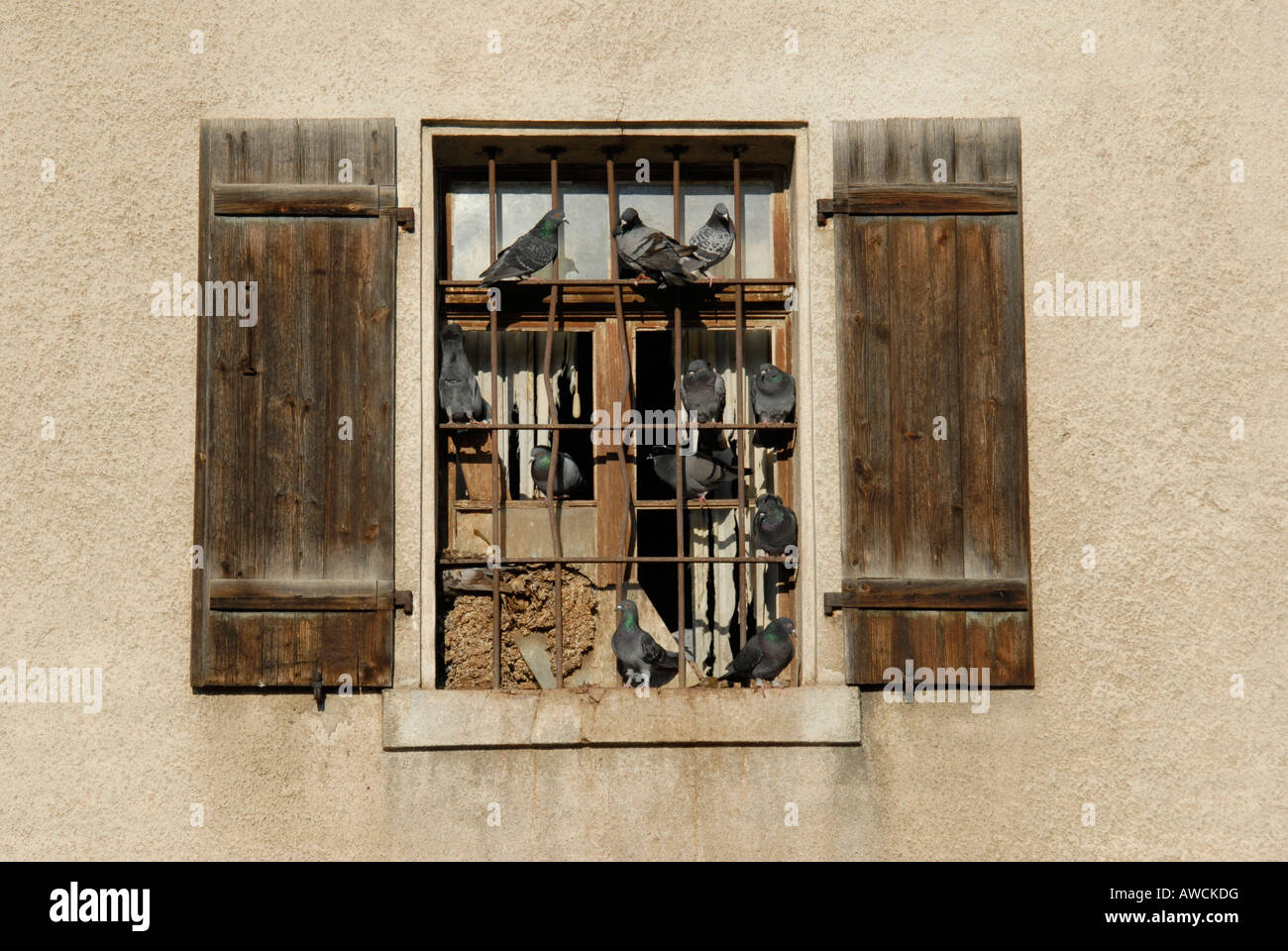 Destroyed by pigeons hi-res stock photography and images - Alamy