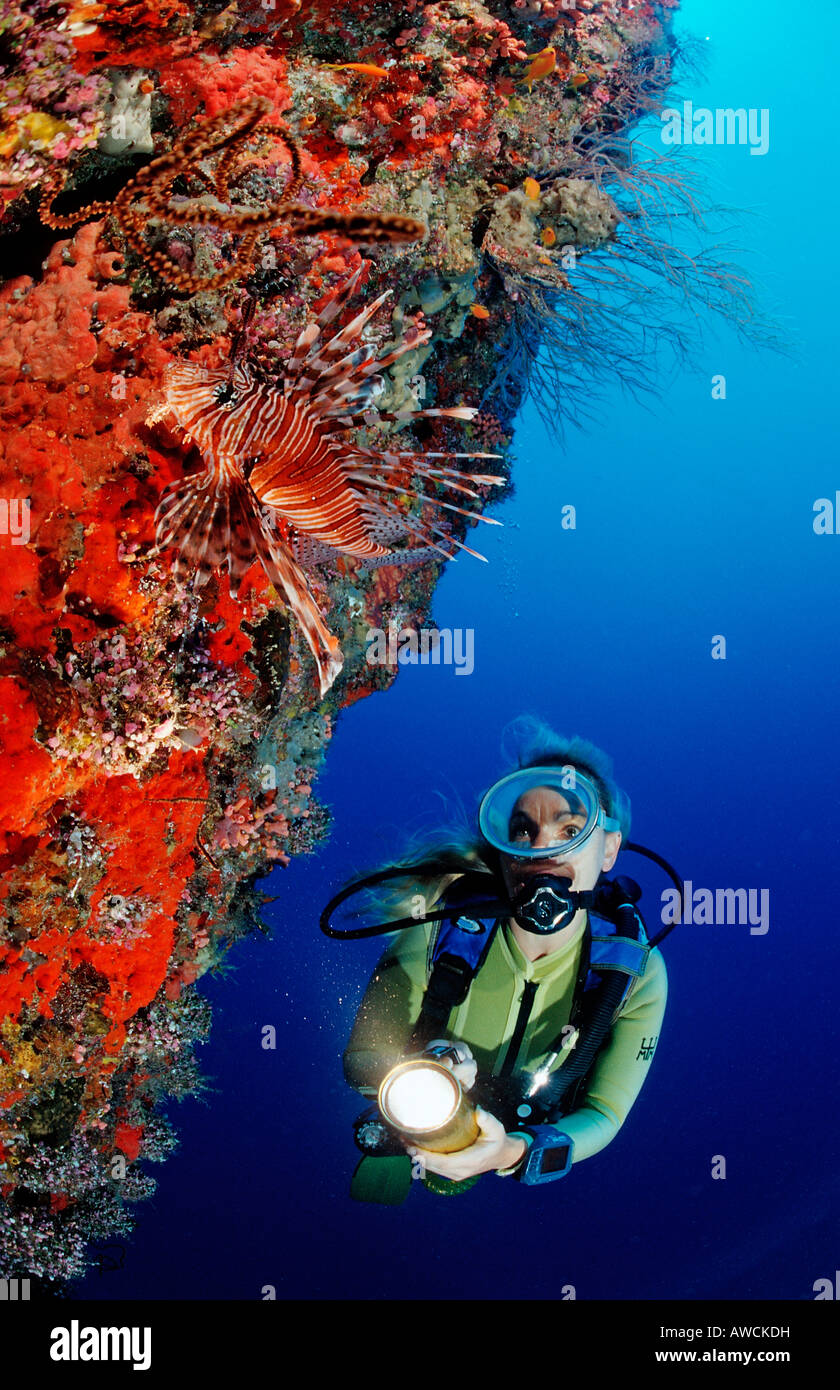 Spotfin Lionfish at Wall and Diver Pterois antennata Maldives Indian ...