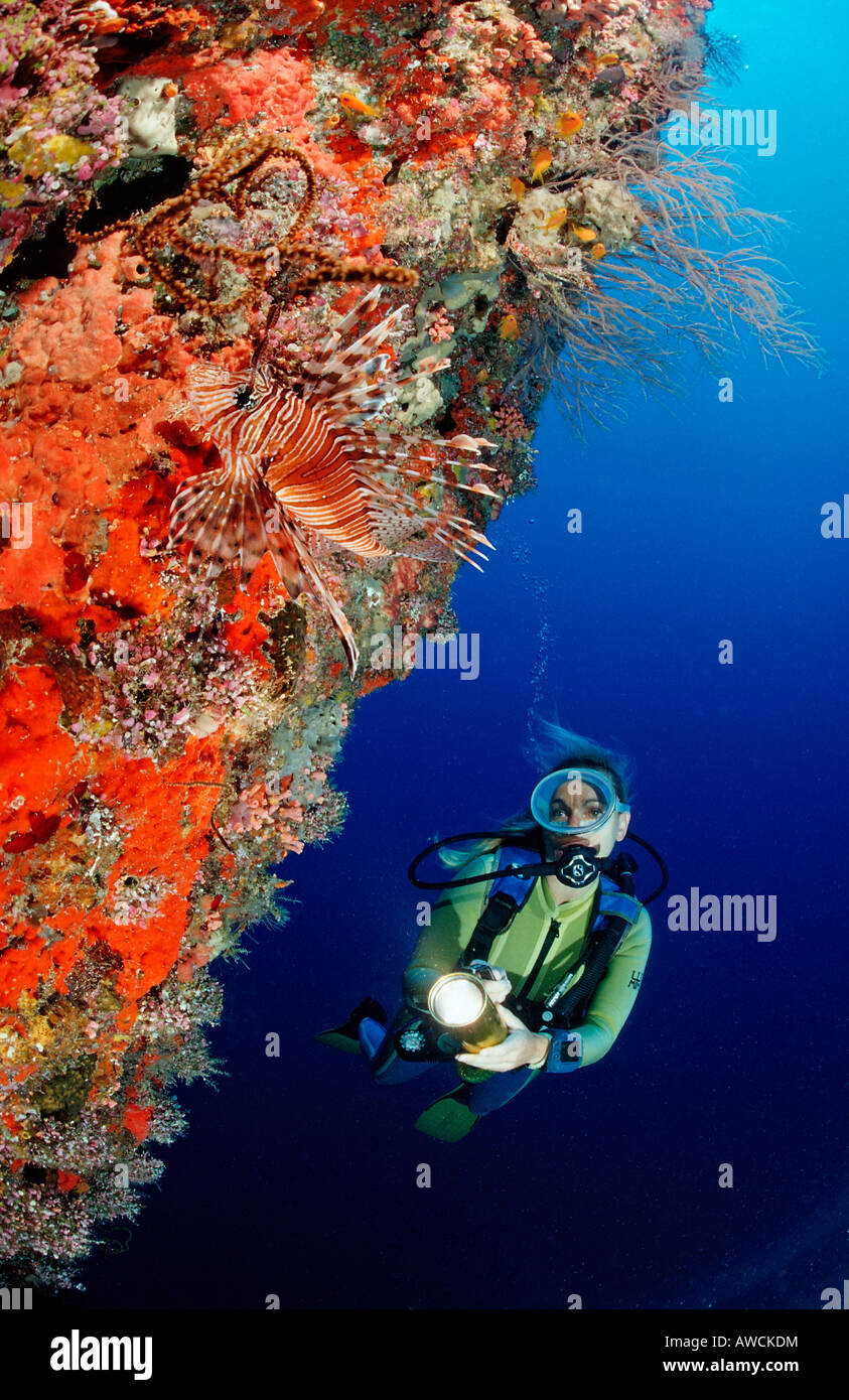 Spotfin Lionfish at Wall and Diver Pterois antennata Maldives Indian ...