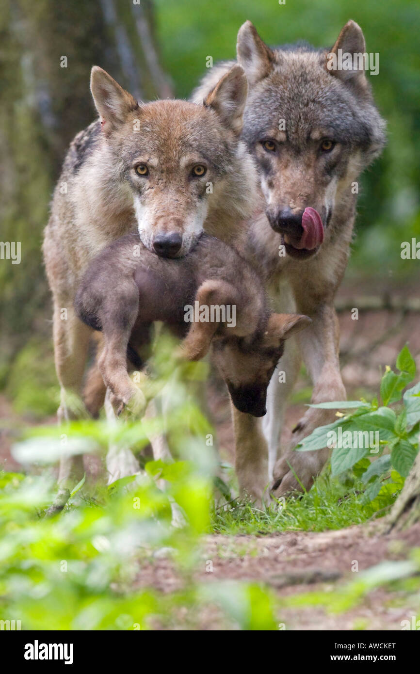 Wolf mother carrying puppy hi-res stock photography and images - Alamy