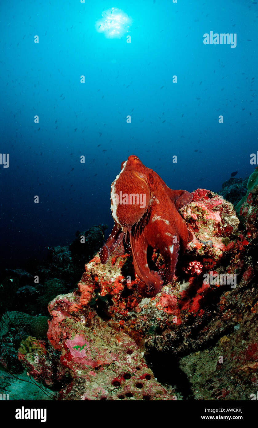 Indo Pacific Day Octopus foraging Octopus cyanea Maldives Indian Ocean ...