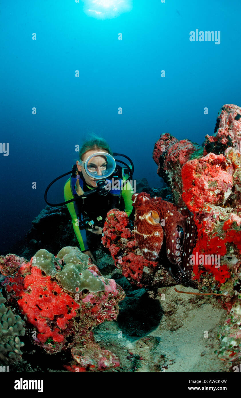 Indo Pacific Day Octopus and Diver Octopus cyanea Maldives Indian Ocean ...