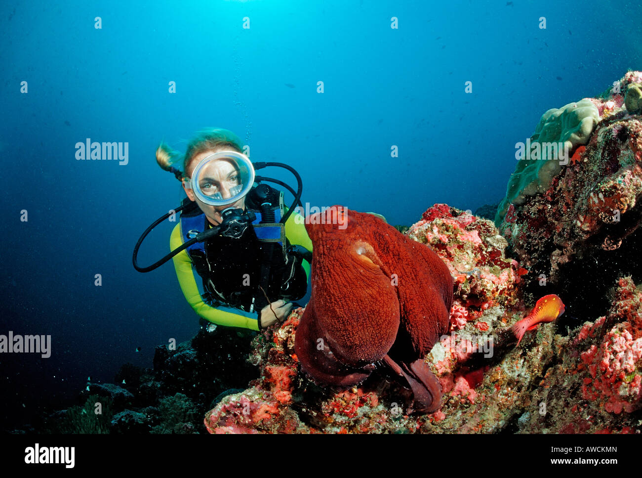 Indo Pacific Day Octopus and Diver Octopus cyanea Maldives Indian Ocean ...