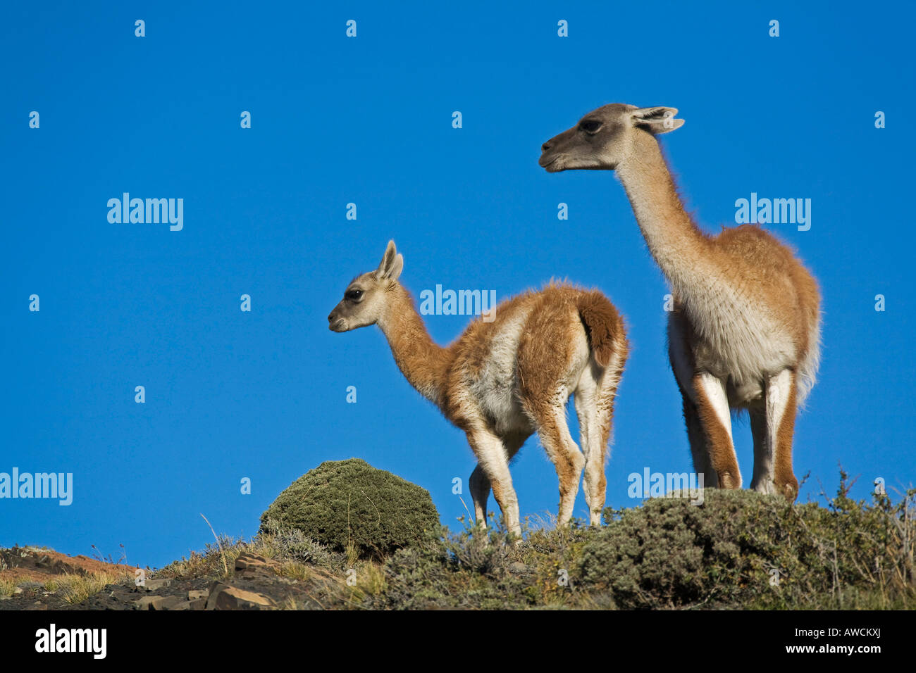 Guanacos (Lama guanicoe), National Park Torres del Paine, Patagonia ...
