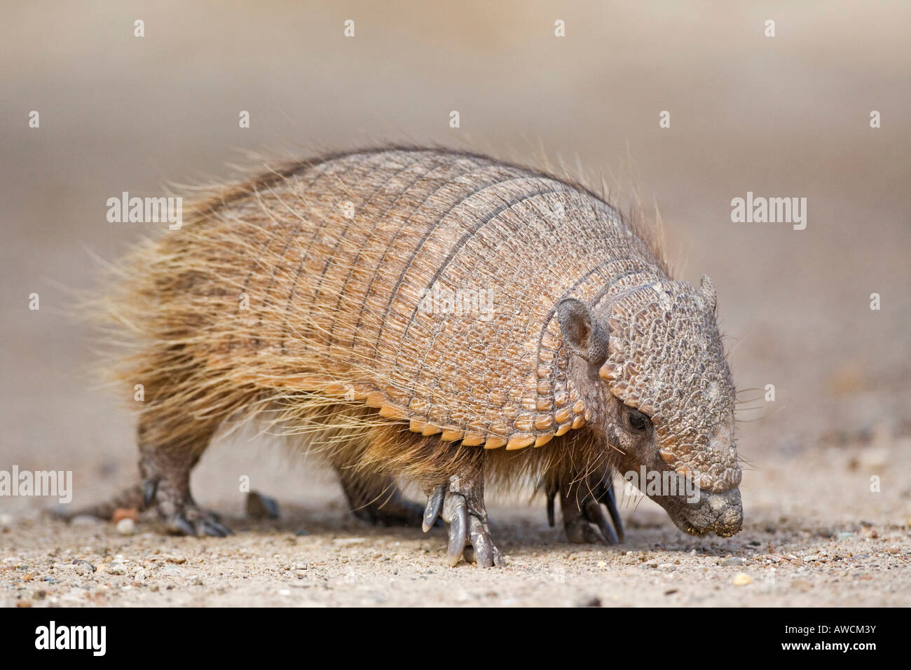 Amadillo (Dasypodidae), peninsula Valdes, Patagonia, east coast ...
