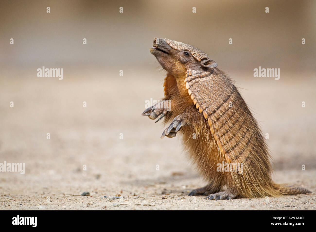 Armadillo standing hi-res stock photography and images - Alamy